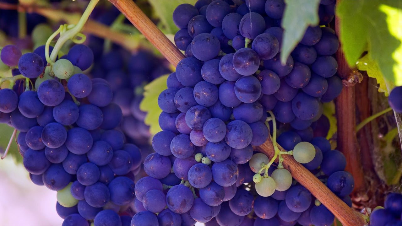 Rote Rebsorten | Rotwein online kaufen